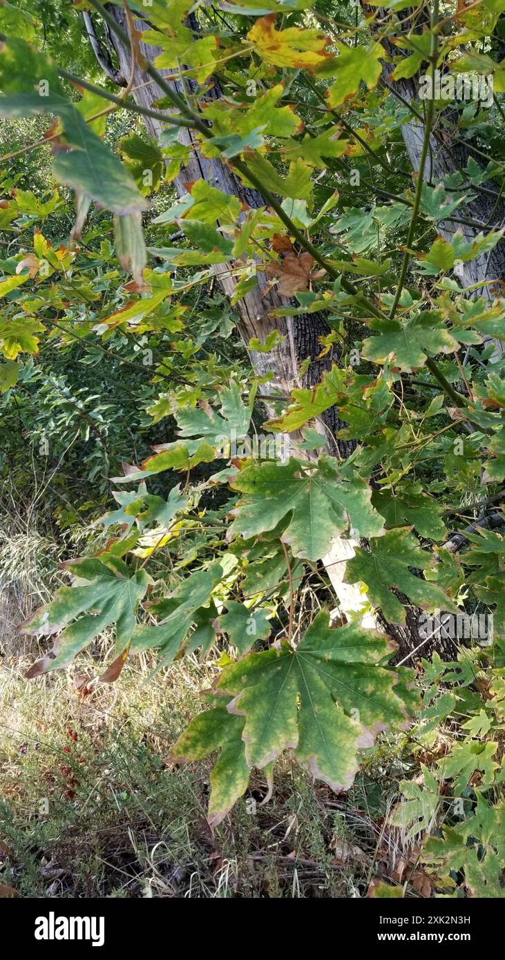 western sycamore (Platanus racemosa) Plantae Stock Photo - Alamy