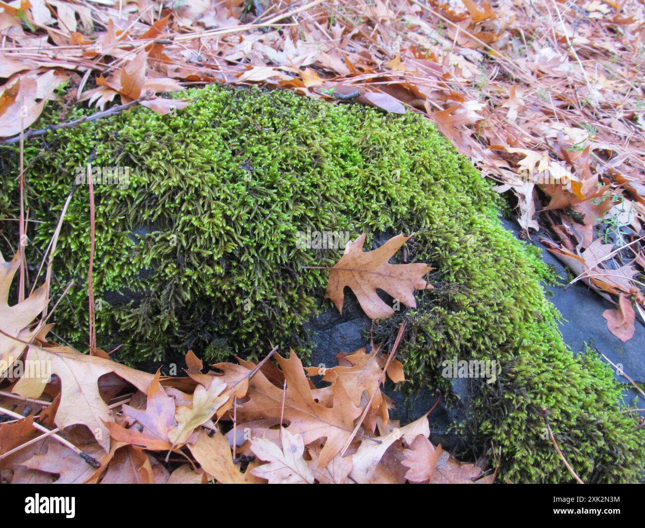 joint-toothed mosses (Bryopsida) Plantae Stock Photo - Alamy