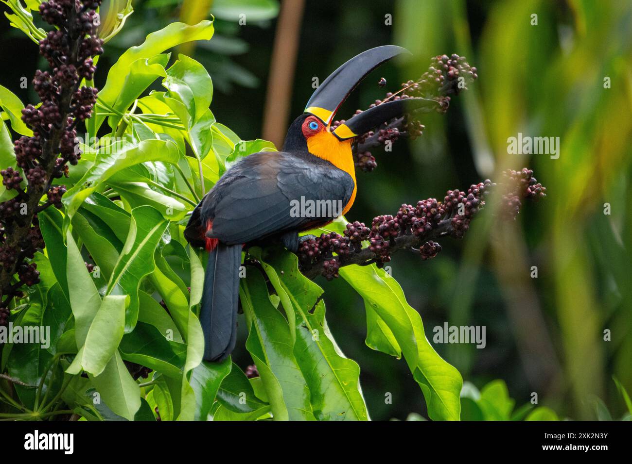 Vitellinus hi-res stock photography and images - Alamy