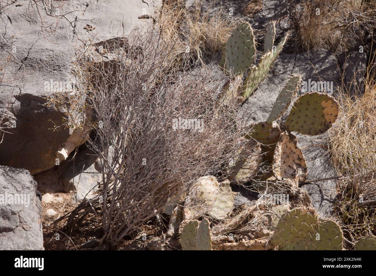 desert myrtlecroton (Bernardia obovata) Plantae Stock Photo - Alamy