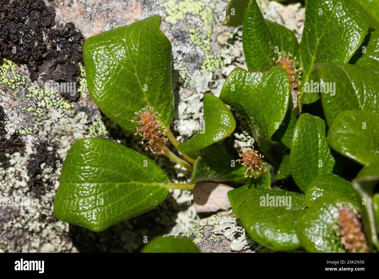 snow willow (Salix nivalis) Plantae Stock Photo - Alamy