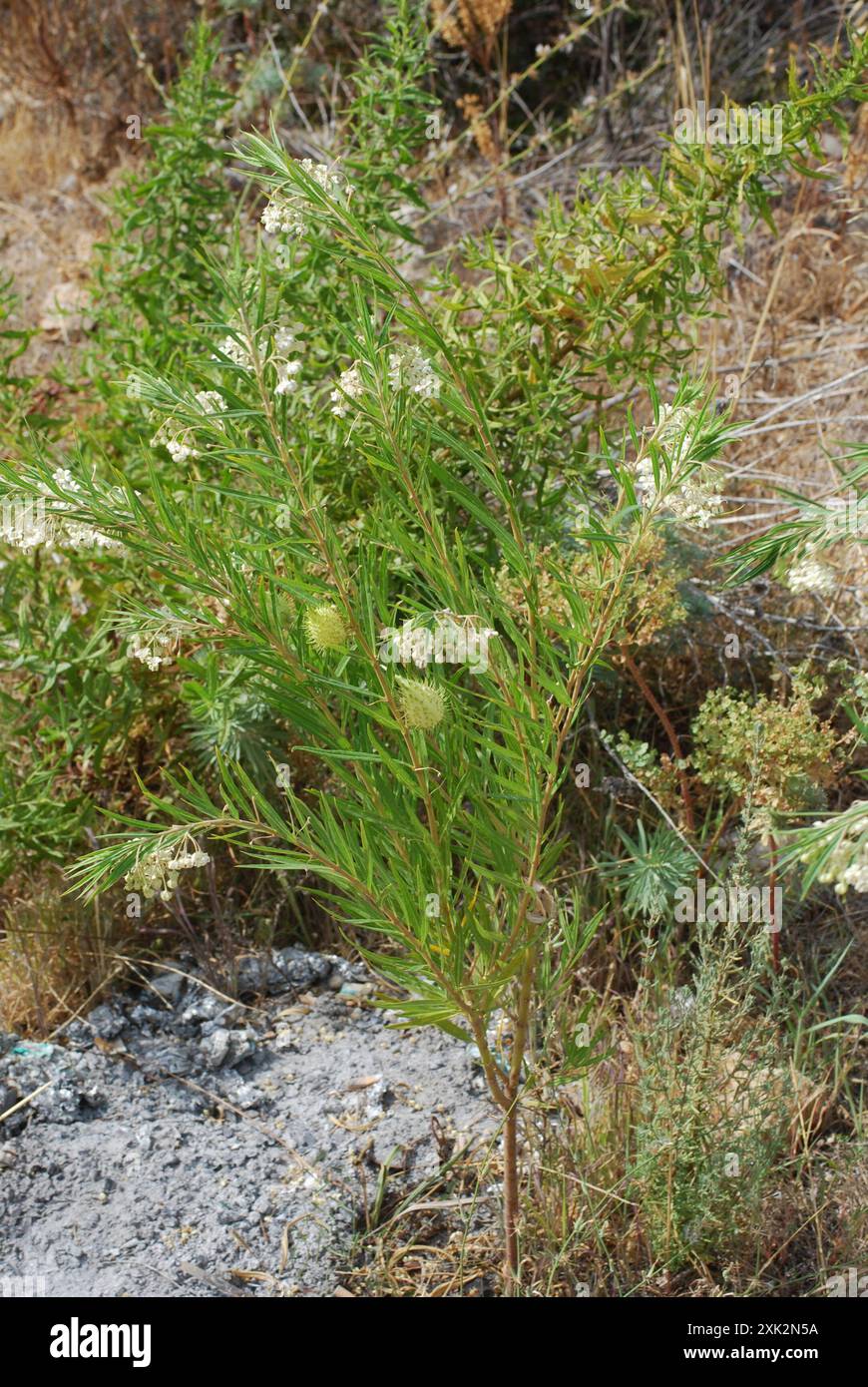 Narrow-leaf Cotton Bush (Gomphocarpus fruticosus) Plantae Stock Photo ...