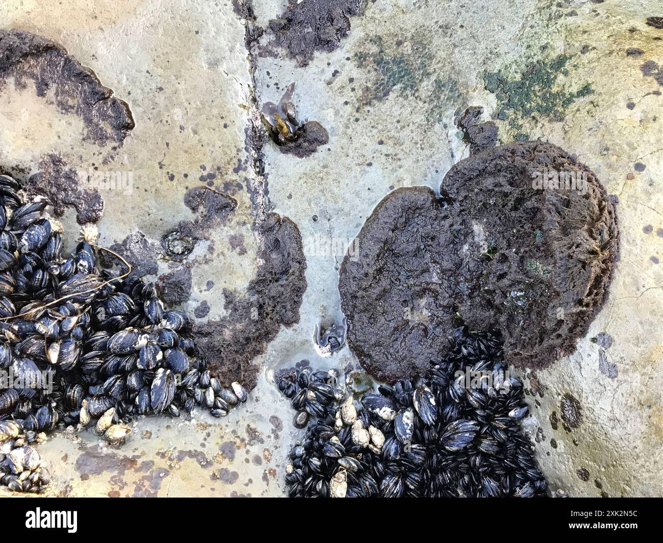 red algae (Rhodophyta) Plantae Stock Photo - Alamy