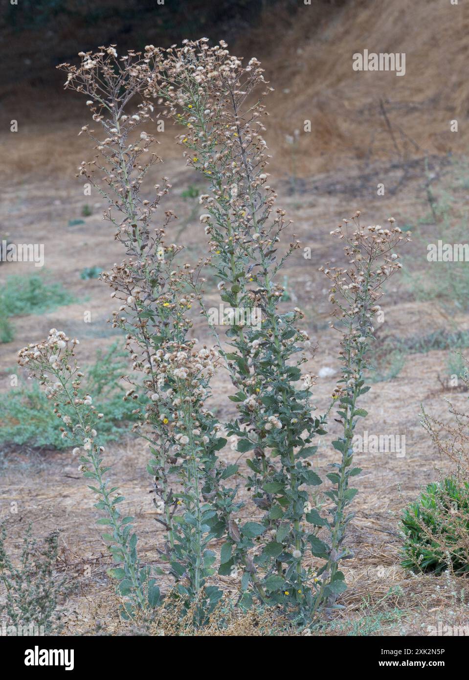 Telegraphweed (Heterotheca grandiflora) Plantae Stock Photo - Alamy