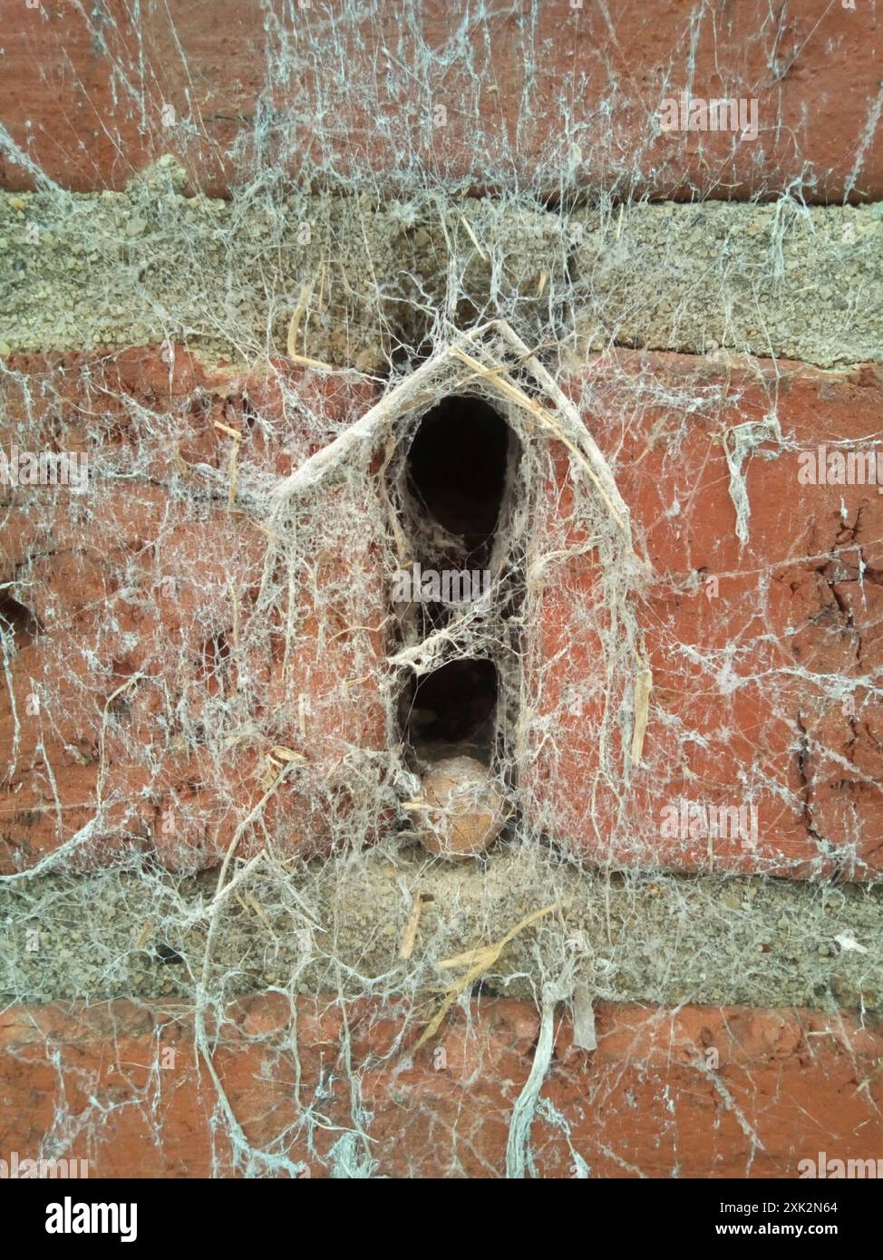 Crevice weavers hi-res stock photography and images - Alamy