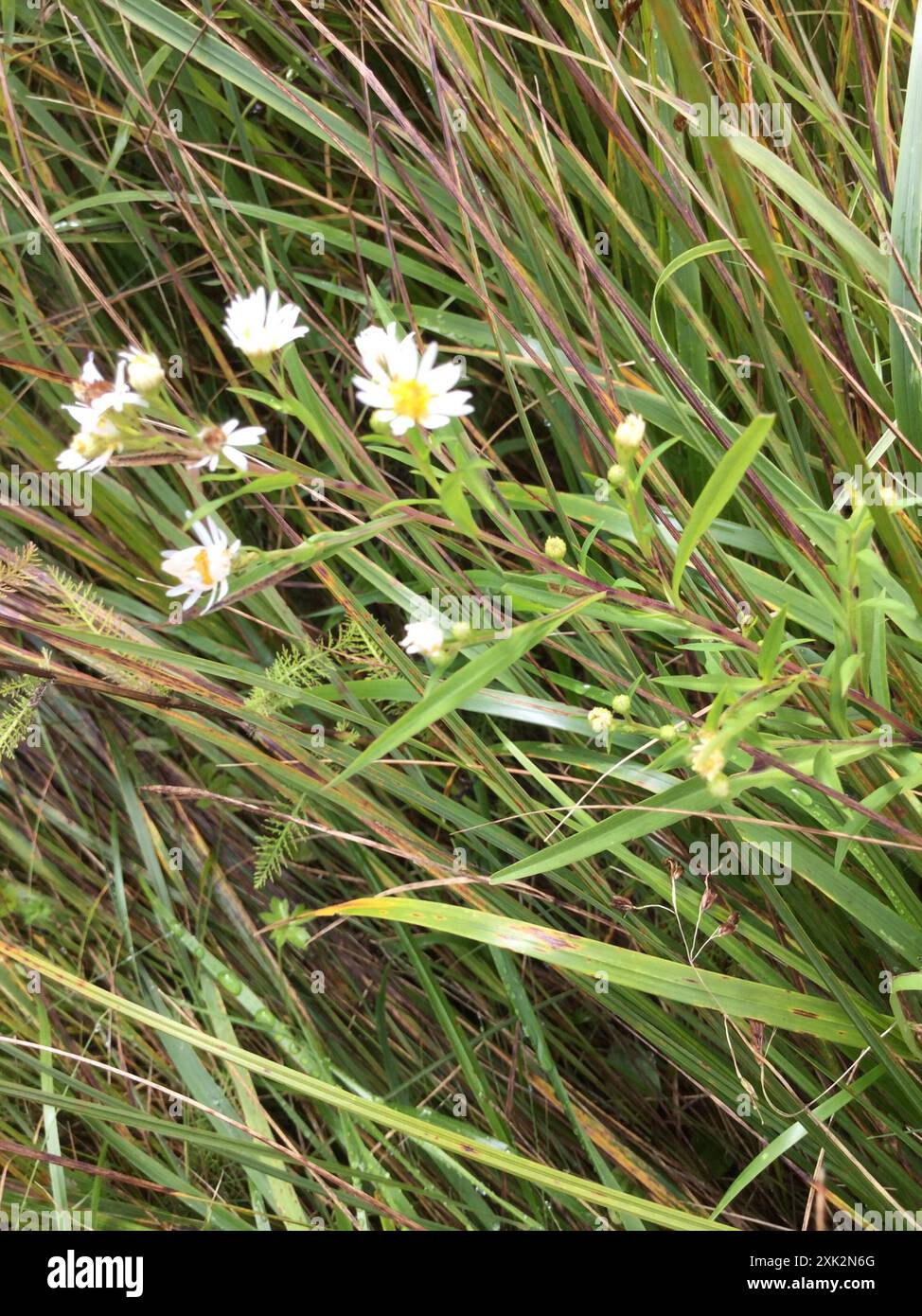 panicled aster (Symphyotrichum lanceolatum) Plantae Stock Photo - Alamy