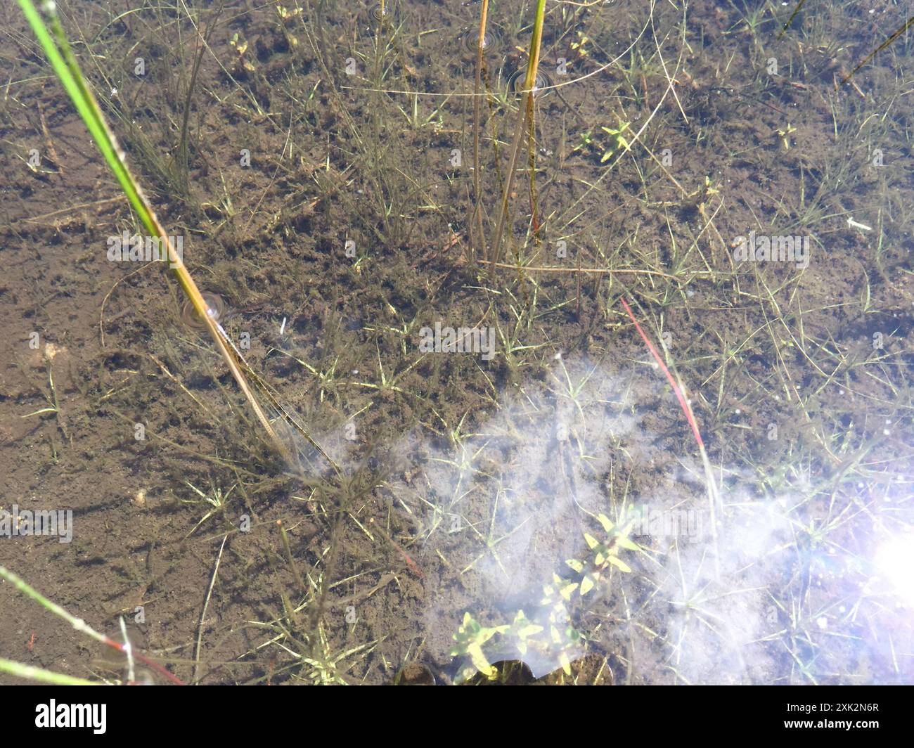 quillworts (Isoetes) Plantae Stock Photo - Alamy