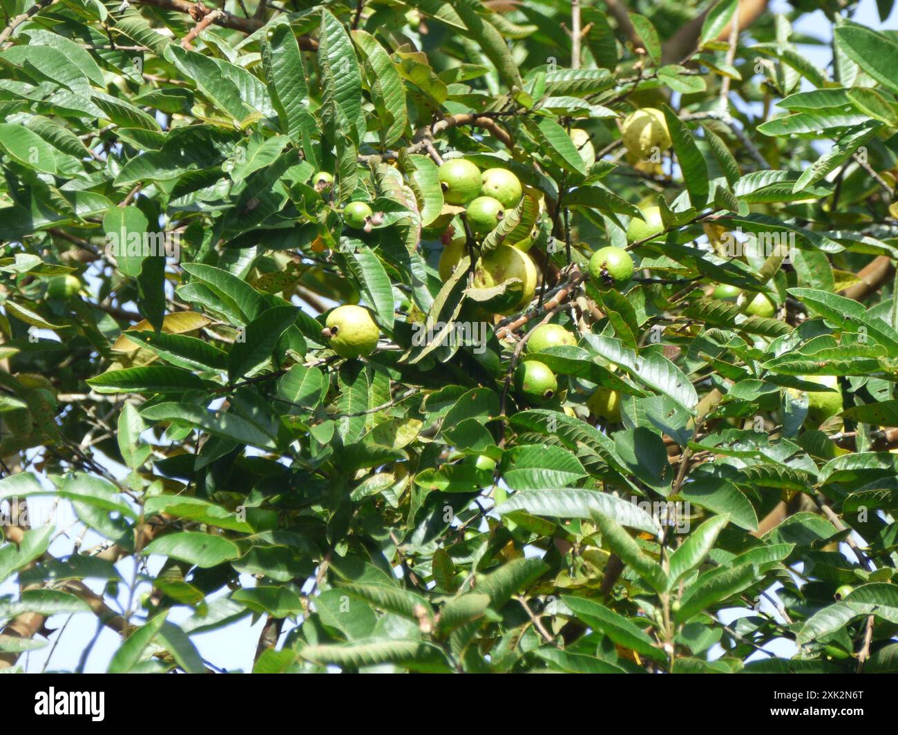Common guava (Psidium guajava) Plantae Stock Photo - Alamy