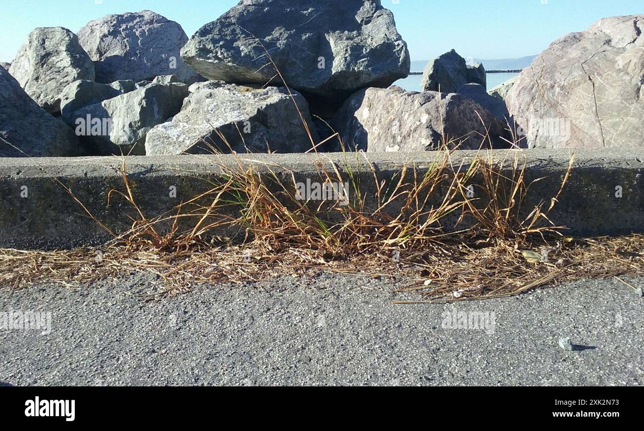 panic veldtgrass (Ehrharta erecta) Plantae Stock Photo - Alamy