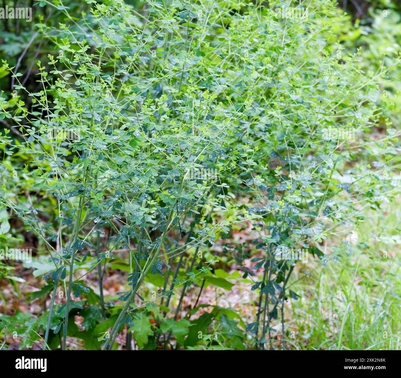eastern wild indigo (Baptisia tinctoria) Plantae Stock Photo - Alamy