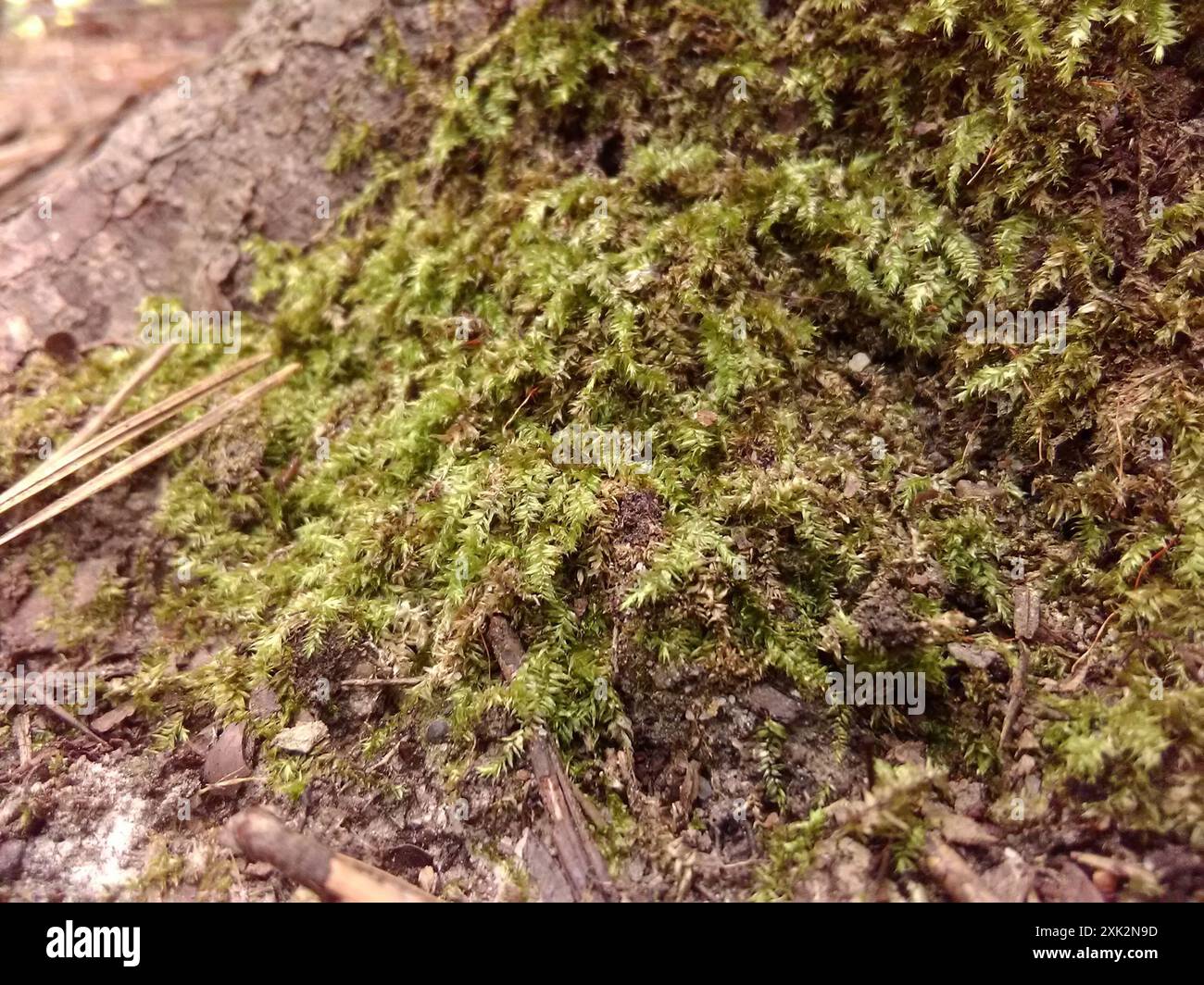 joint-toothed mosses (Bryopsida) Plantae Stock Photo - Alamy