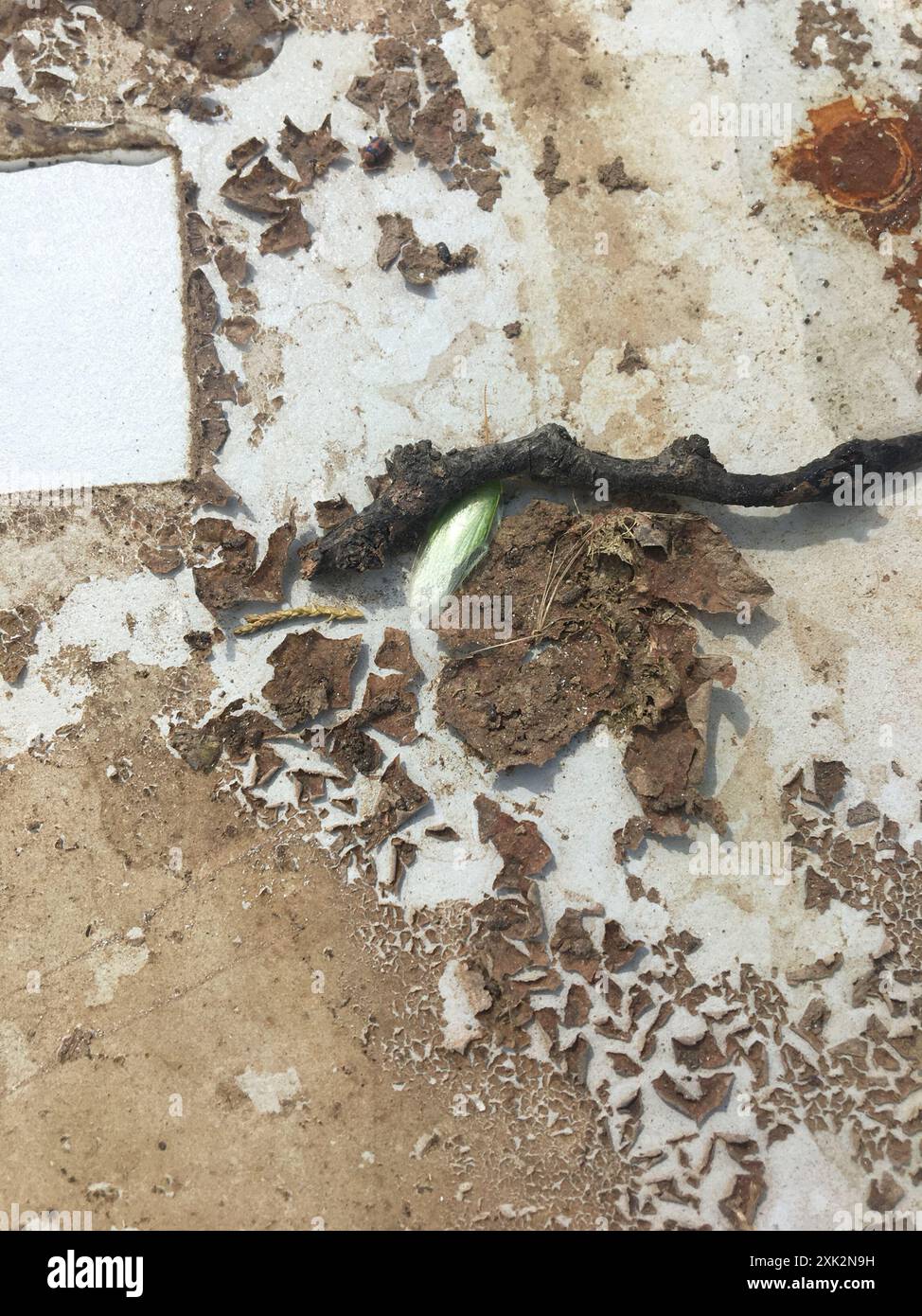 Banana Cockroach (Panchlora nivea) Insecta Stock Photo - Alamy