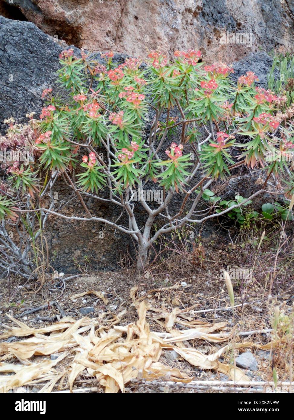 tree spurge (Euphorbia dendroides) Plantae Stock Photo - Alamy