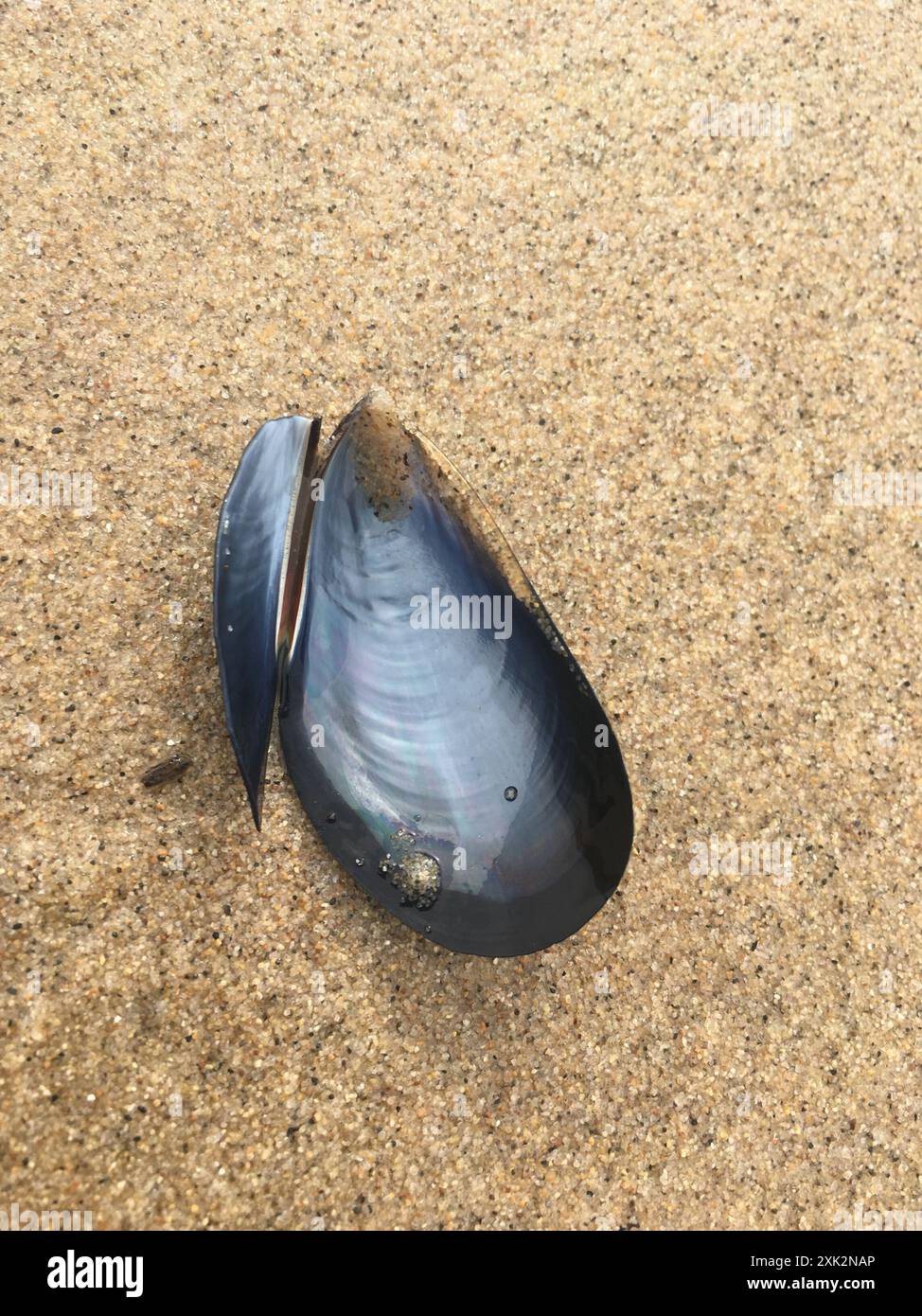 Mediterranean Mussel (Mytilus galloprovincialis) Mollusca Stock Photo ...