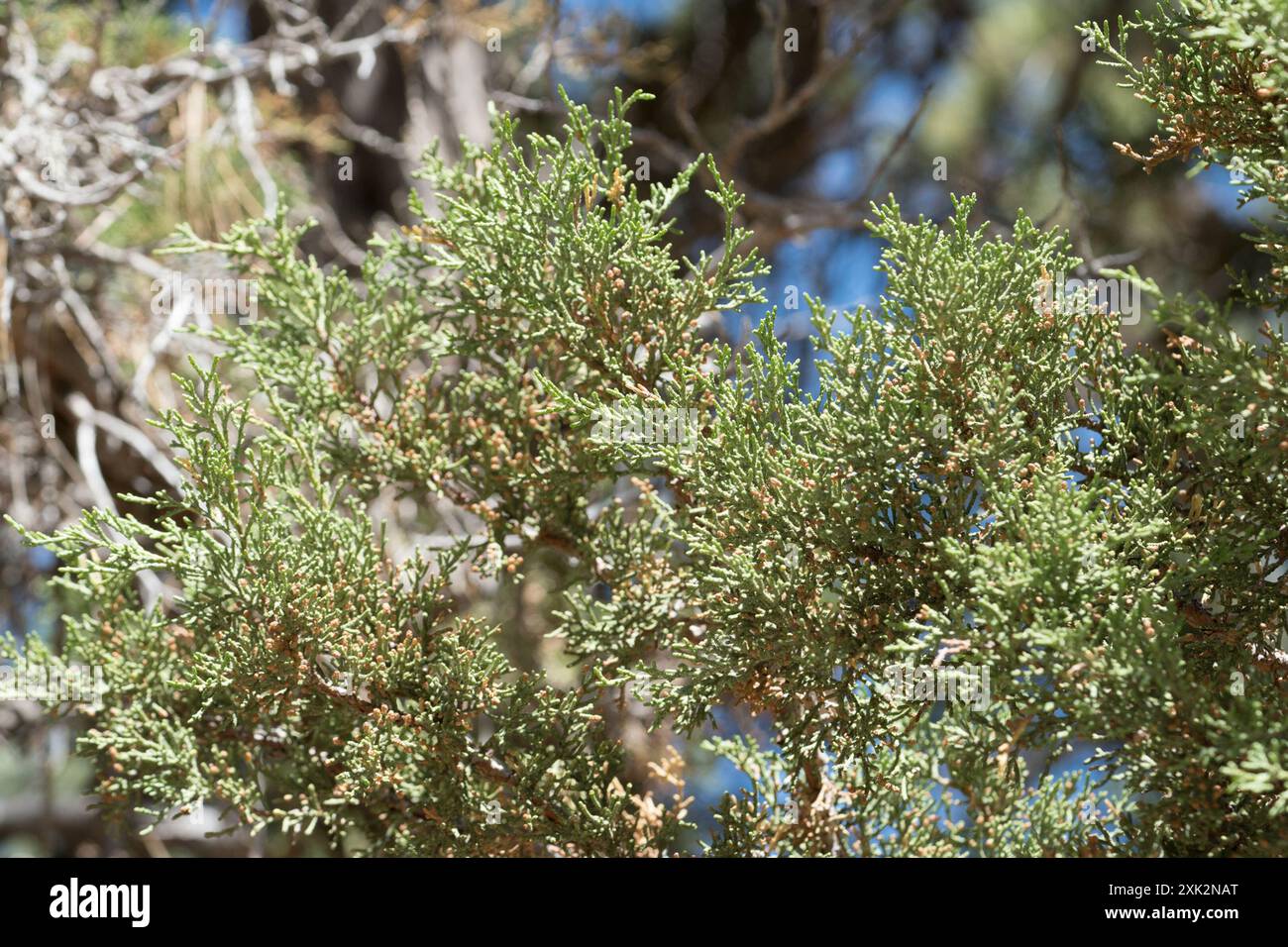 junipers (Juniperus) Plantae Stock Photo - Alamy