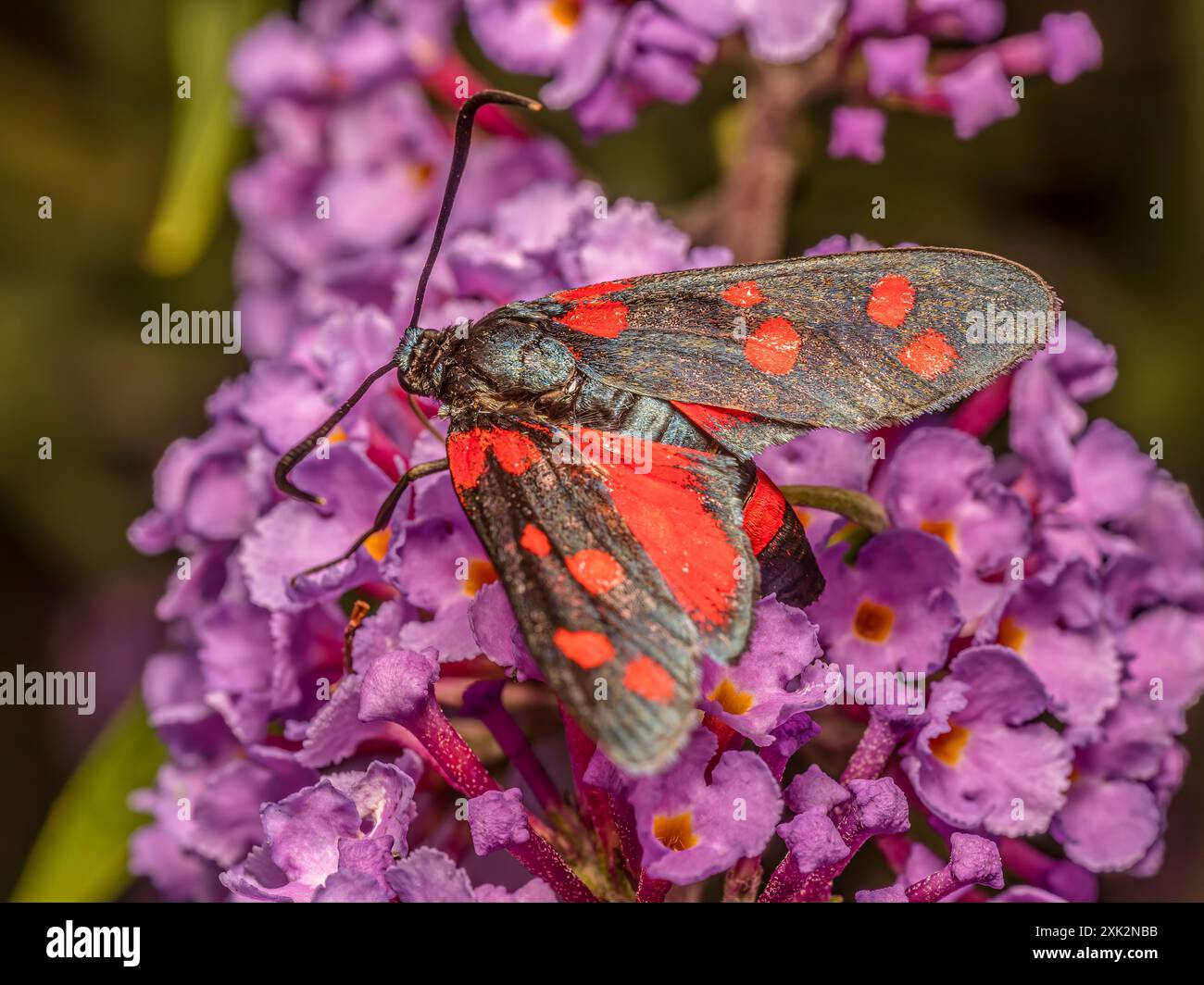 Closeup shot of Transalpine burnet moth sitting on buddleia flowers ...