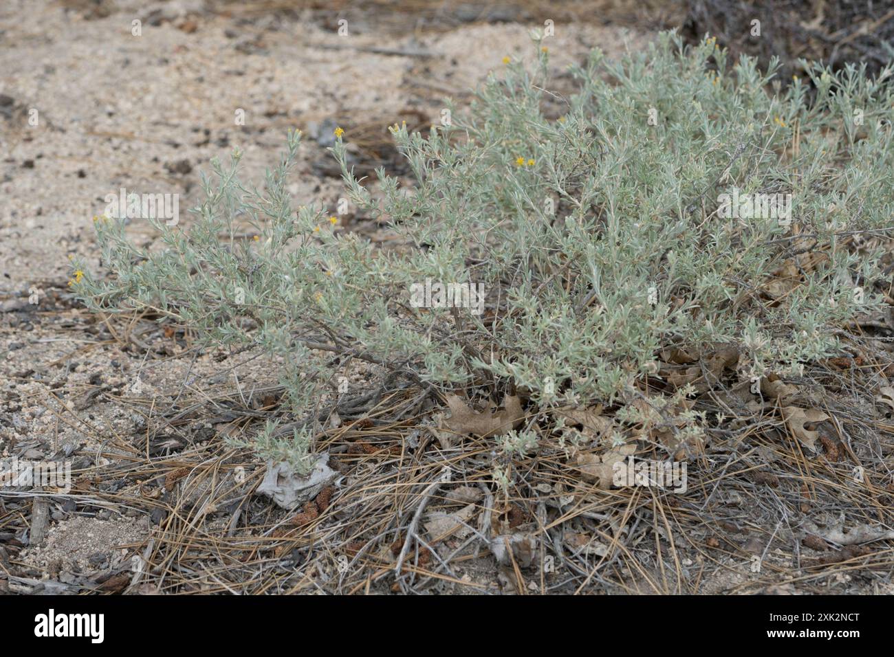 Spineless Horsebrush (Tetradymia canescens) Plantae Stock Photo - Alamy