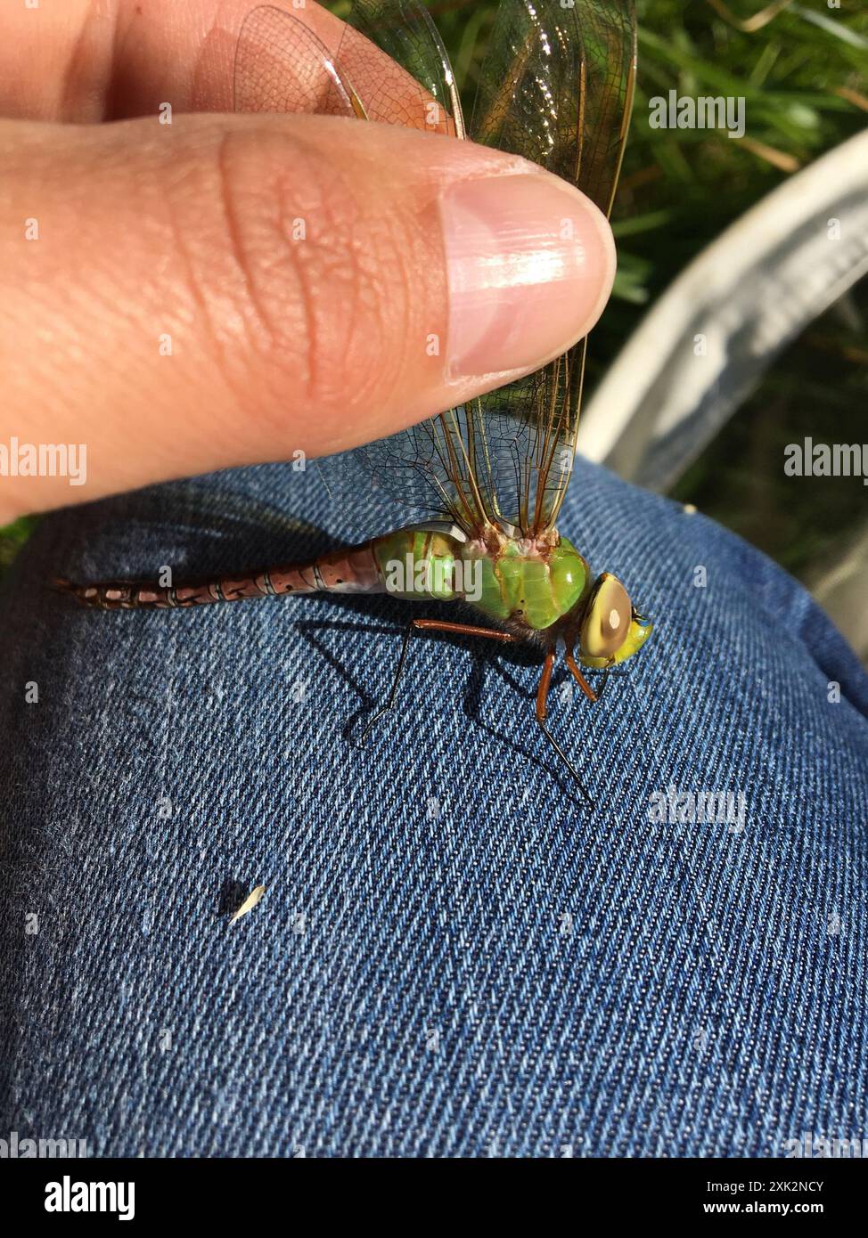 Common Green Darner (Anax junius) Insecta Stock Photo - Alamy