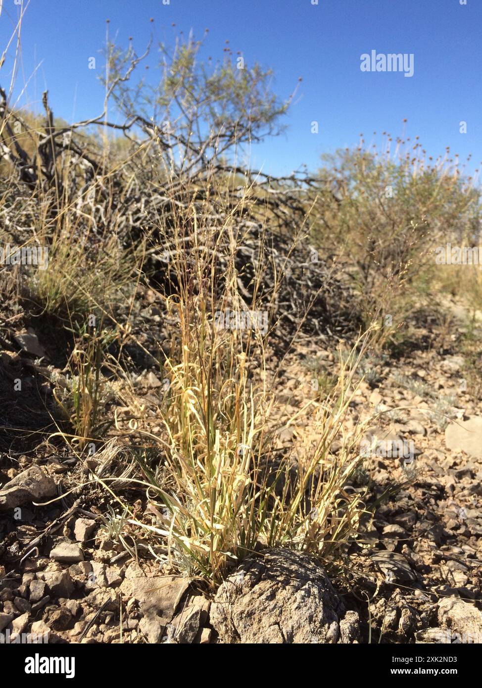 hall panicum (Panicum hallii) Plantae Stock Photo - Alamy