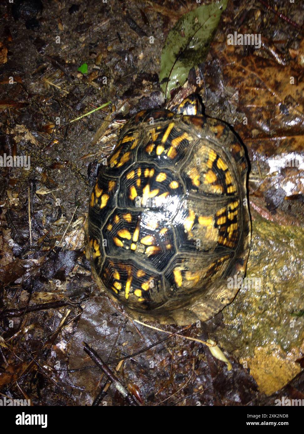 Common Box Turtle (Terrapene carolina) Reptilia Stock Photo - Alamy