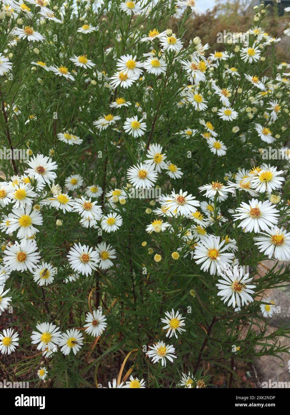 panicled aster (Symphyotrichum lanceolatum) Plantae Stock Photo - Alamy