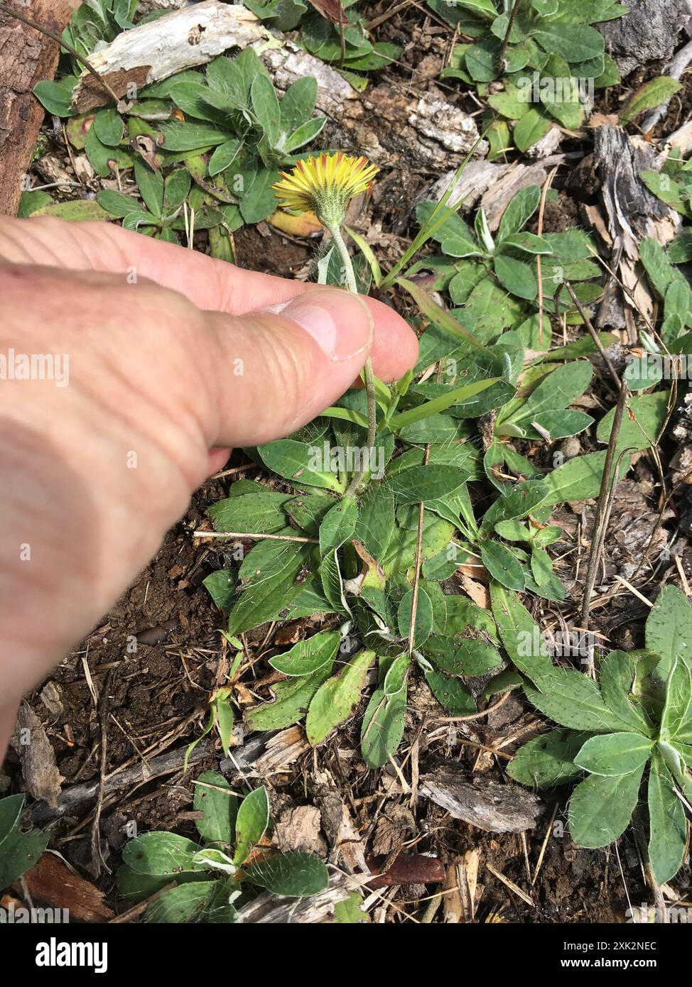 mouse-eared hawkweed (Pilosella officinarum) Plantae Stock Photo - Alamy