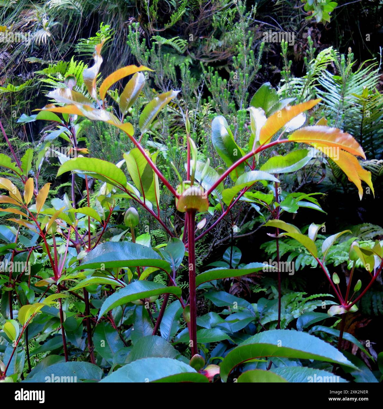 butterspoon tree (Cunonia capensis) Plantae Stock Photo - Alamy