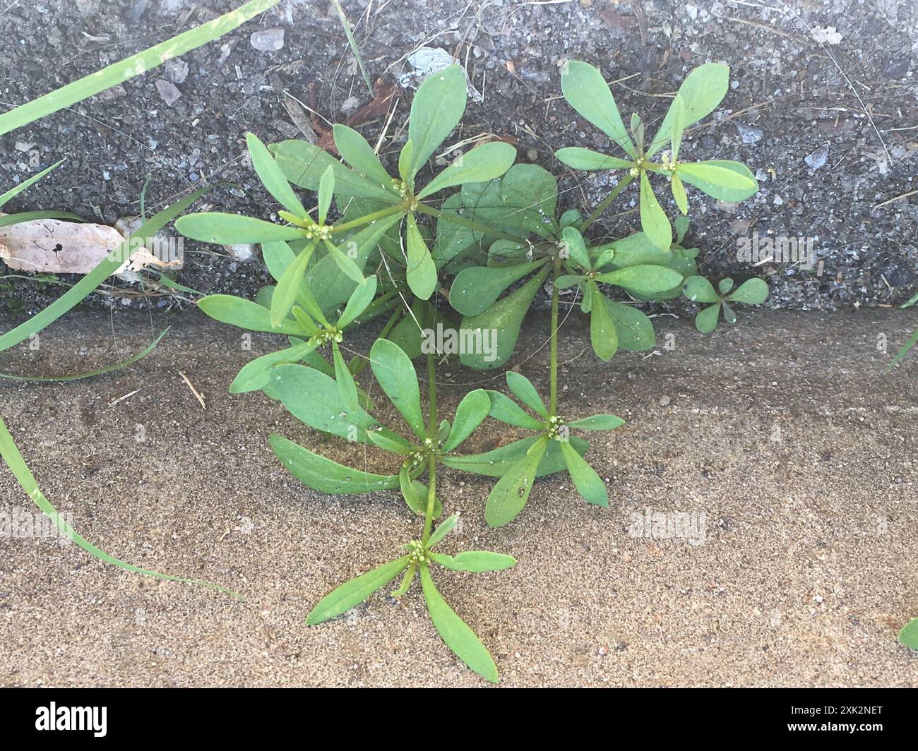 green carpetweed (Mollugo verticillata) Plantae Stock Photo - Alamy