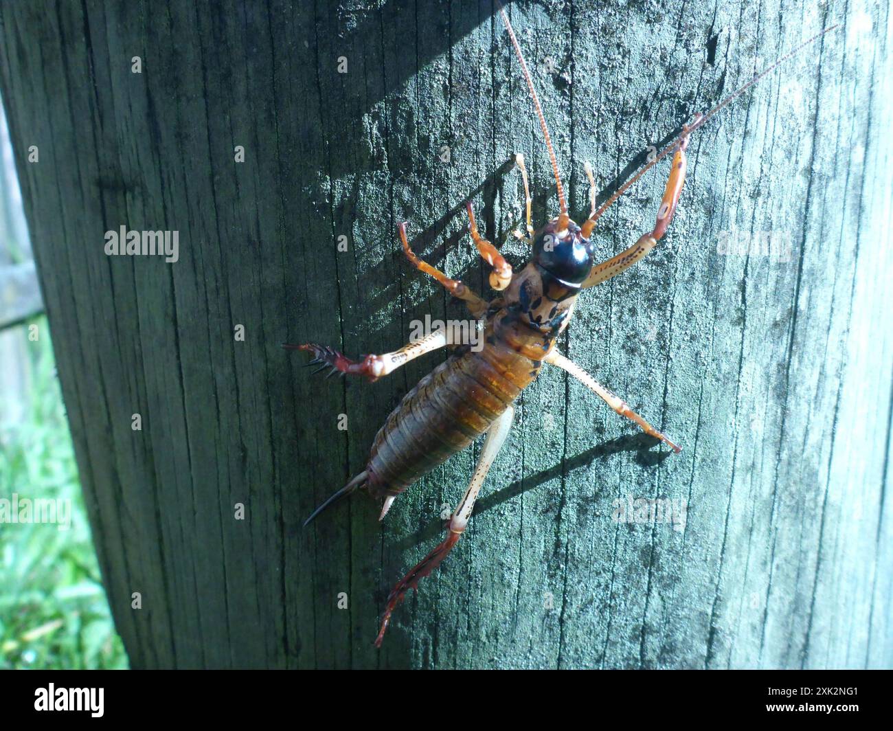 Auckland Tree Weta (Hemideina thoracica) Insecta Stock Photo - Alamy