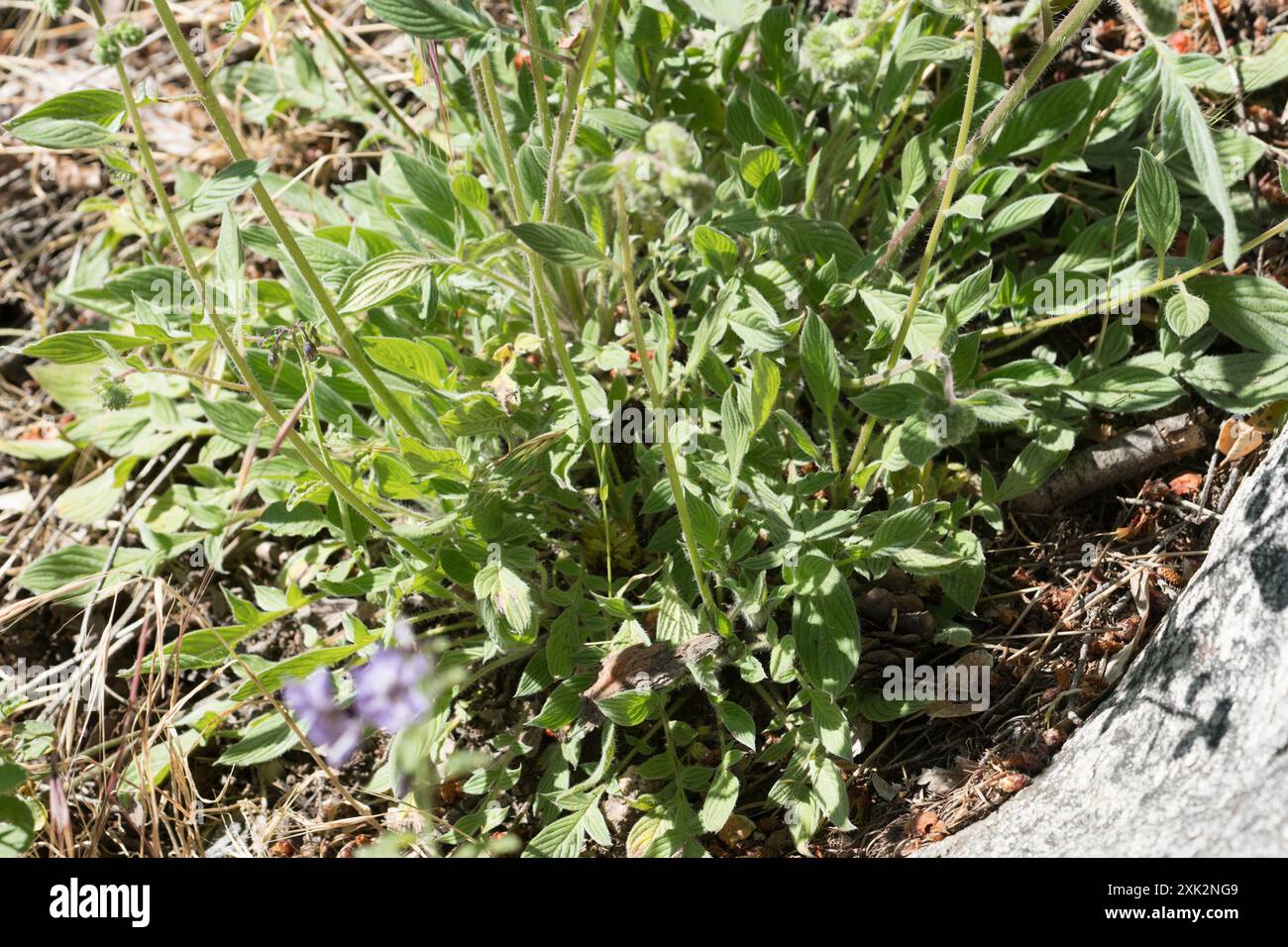 Scorpionweeds (Phacelia) Plantae Stock Photo - Alamy