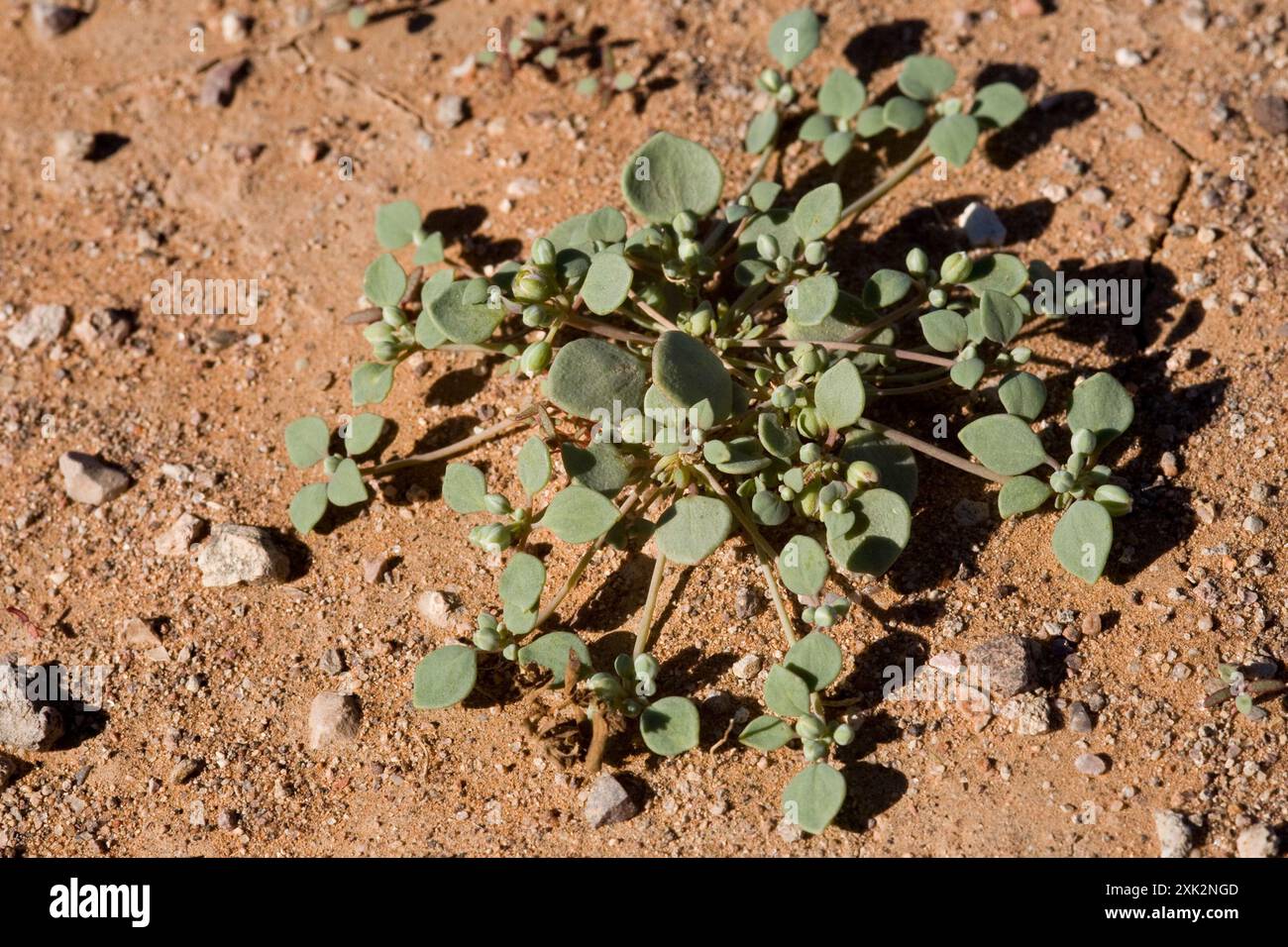 (Drymaria pachyphylla) Plantae Stock Photo - Alamy
