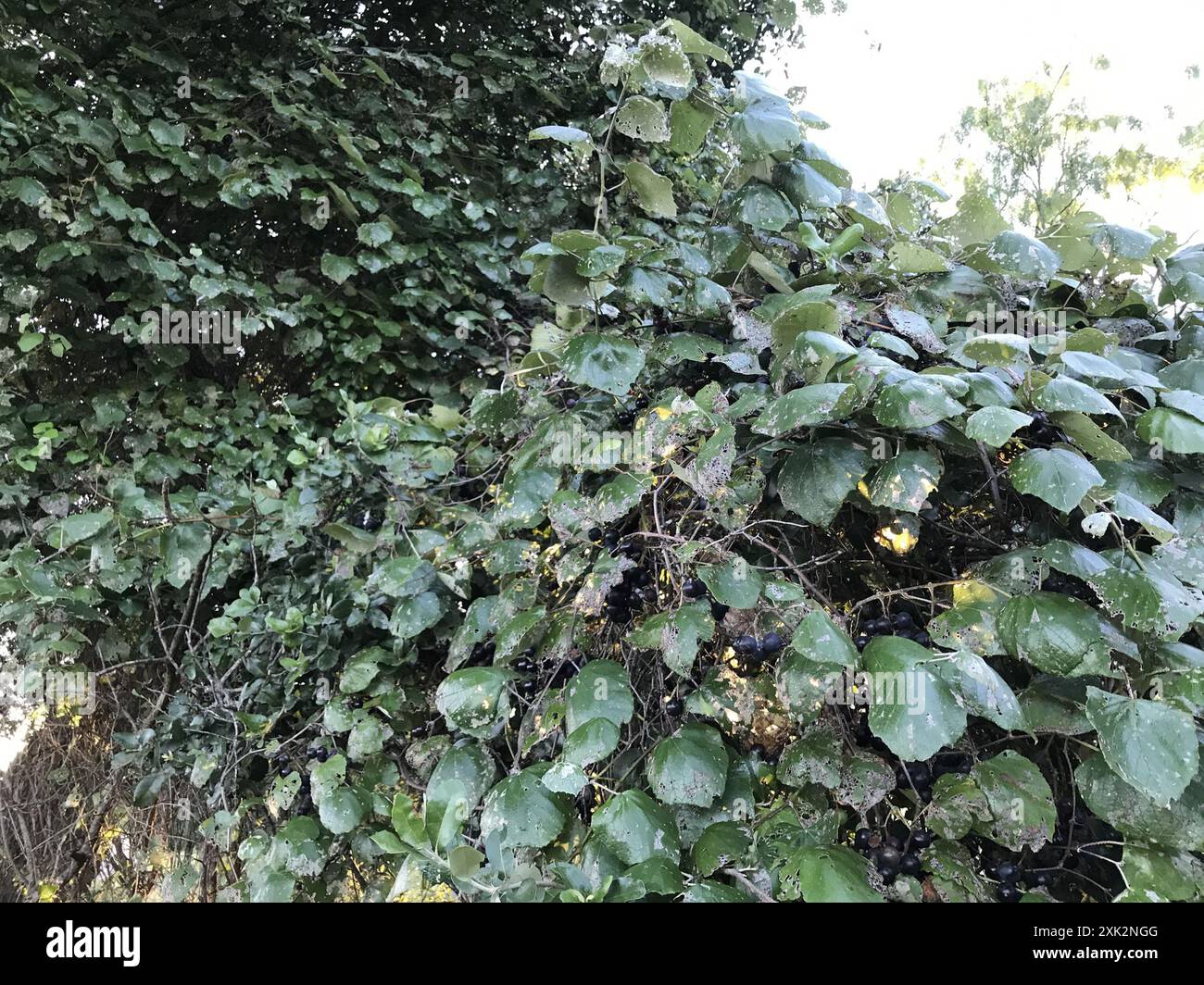 mustang grape (Vitis mustangensis) Plantae Stock Photo - Alamy