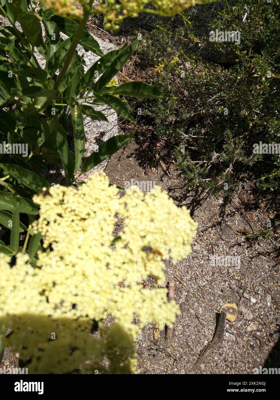 carrot family (Apiaceae) Plantae Stock Photo - Alamy