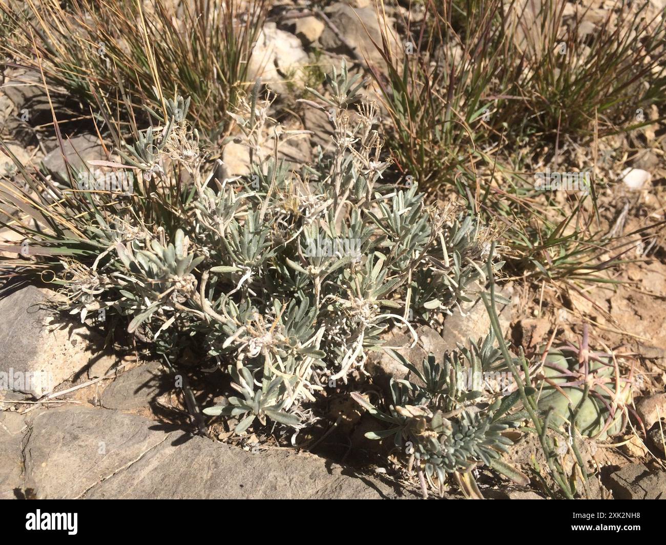 Fendler's bladderpod (Physaria fendleri) Plantae Stock Photo - Alamy