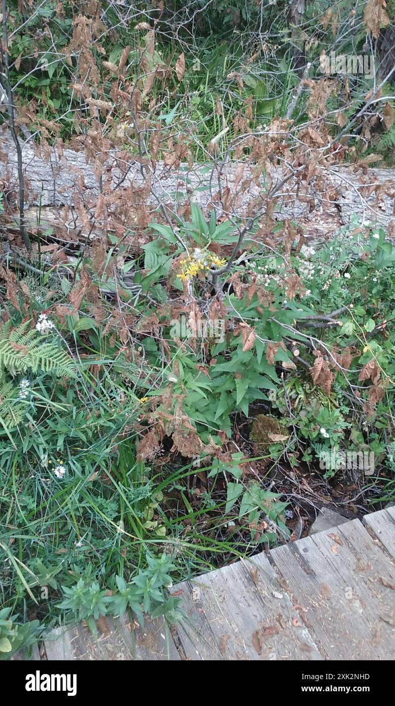 Arrowleaf Senecio (Senecio triangularis) Plantae Stock Photo - Alamy