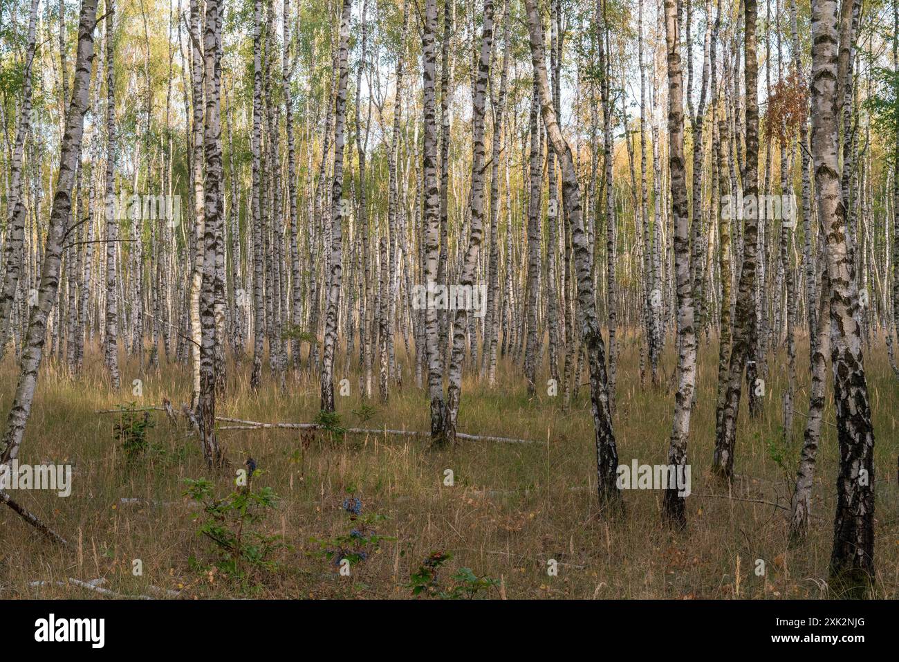 Beautiful nature. birch grove in spring Stock Photo - Alamy