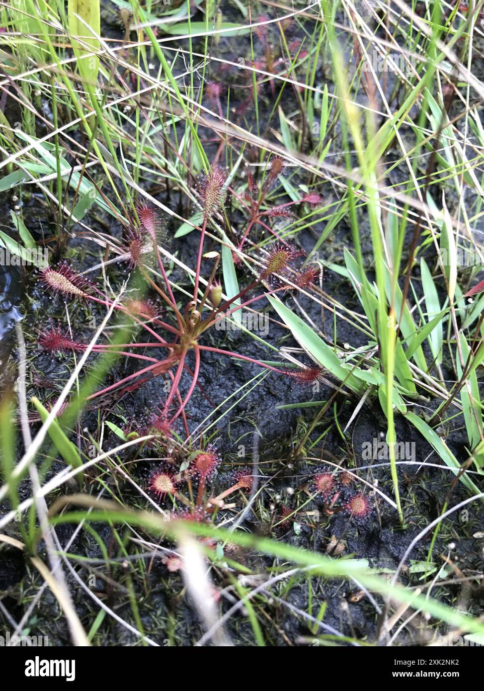 spoonleaf sundew (Drosera intermedia) Plantae Stock Photo - Alamy