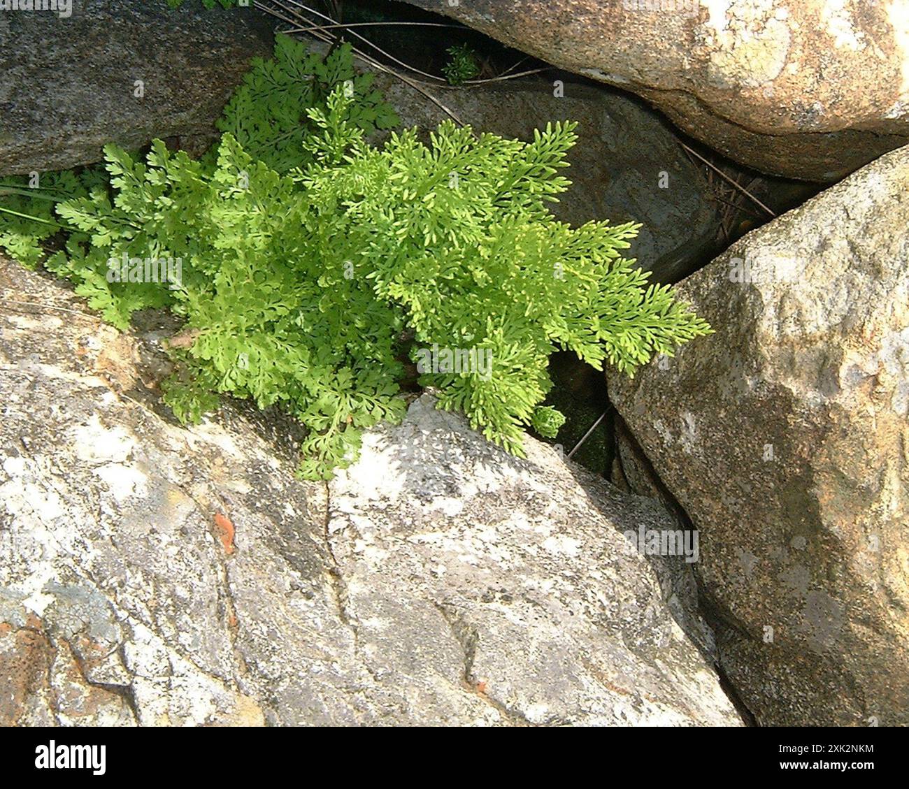 parsley fern (Cryptogramma crispa) Plantae Stock Photo - Alamy
