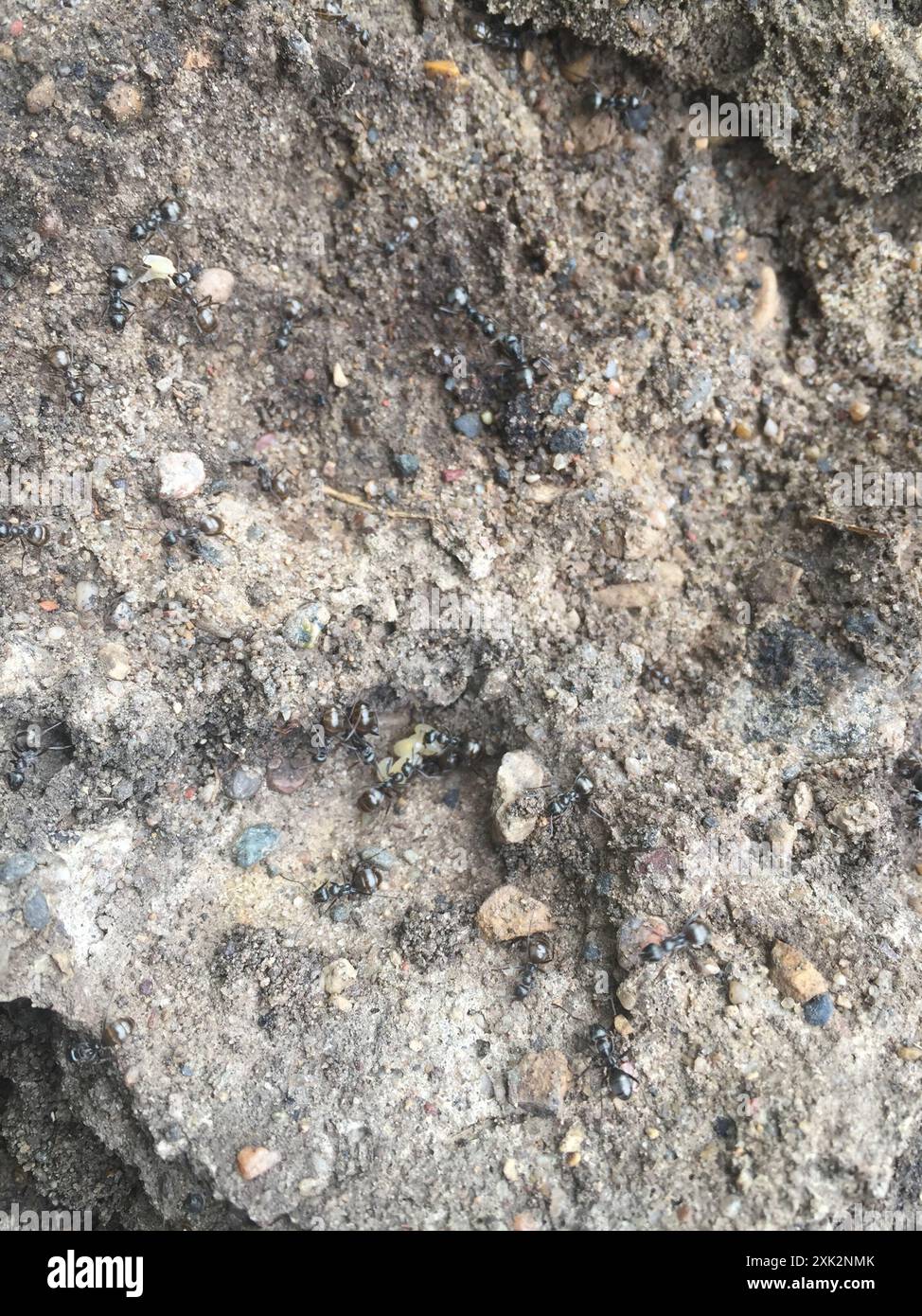 fusca-group Field Ants and Allies (Formica fusca) Insecta Stock Photo ...