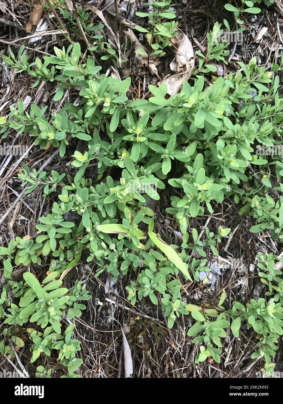low St. John's wort (Hypericum stragulum) Plantae Stock Photo - Alamy