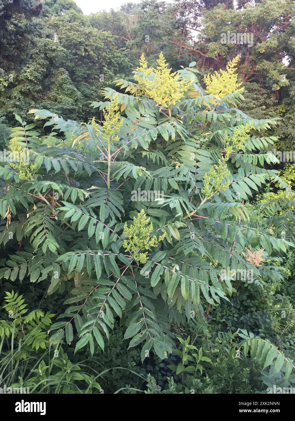 smooth sumac (Rhus glabra) Plantae Stock Photo - Alamy