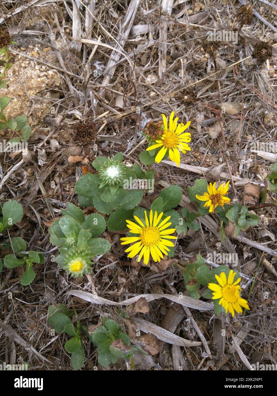 Oregon Gumplant (Grindelia stricta) Plantae Stock Photo - Alamy