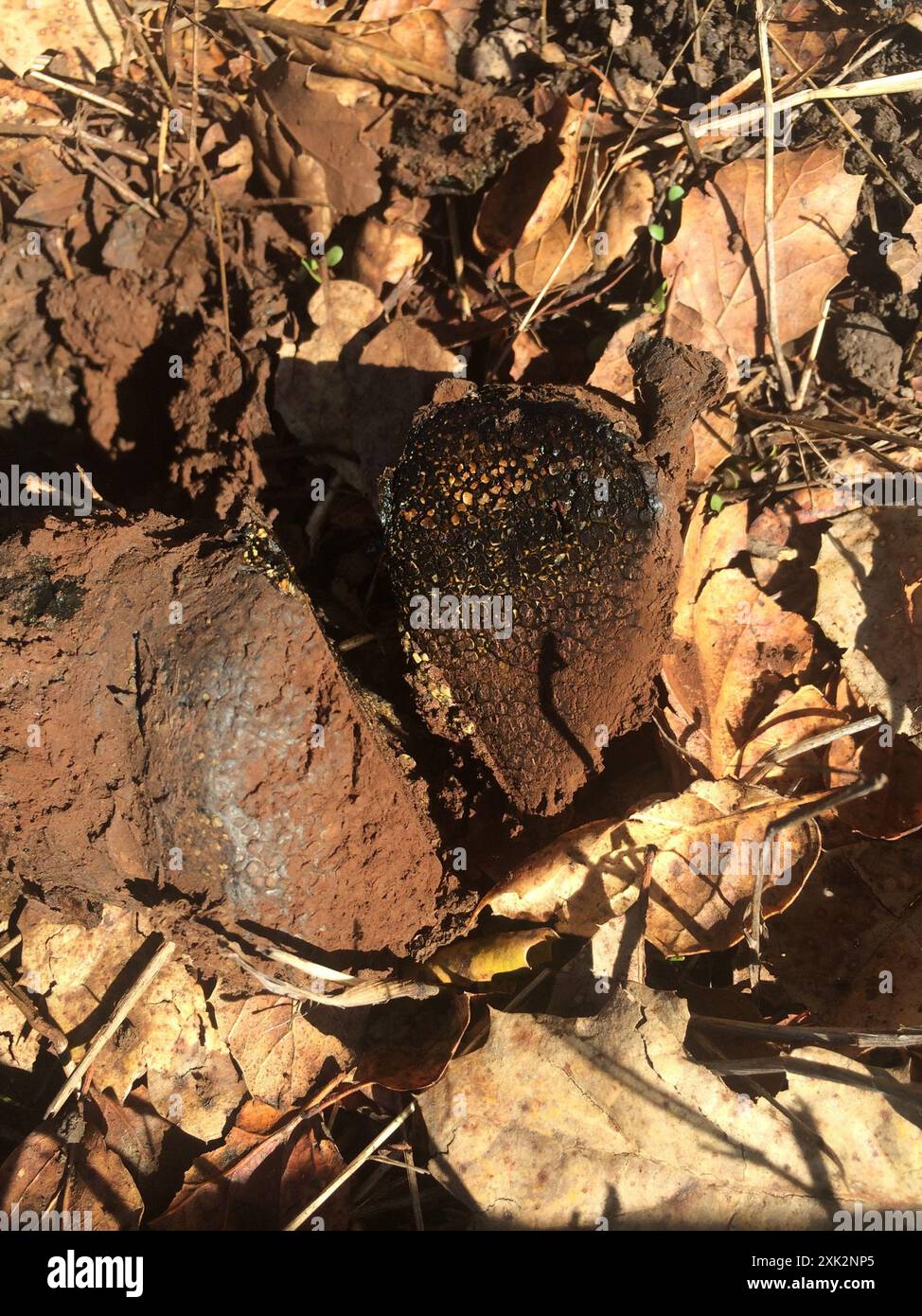 Dead mans foot hi-res stock photography and images - Alamy