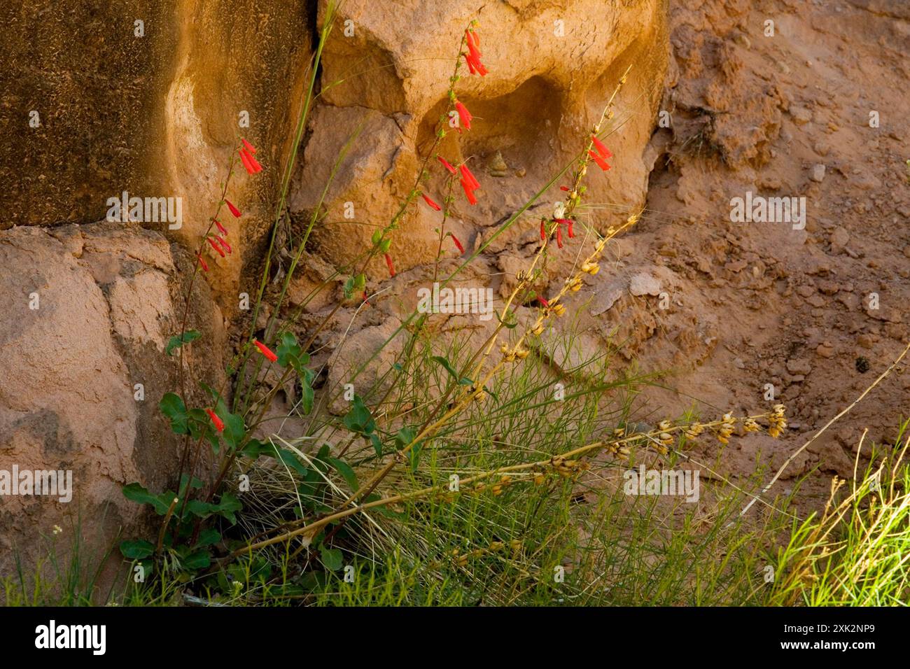 firecracker penstemon (Penstemon eatonii) Plantae Stock Photo - Alamy