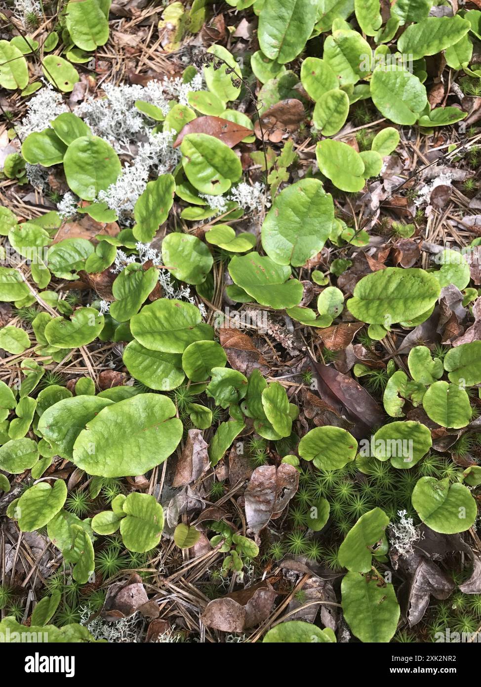 trailing arbutus (Epigaea repens) Plantae Stock Photo - Alamy
