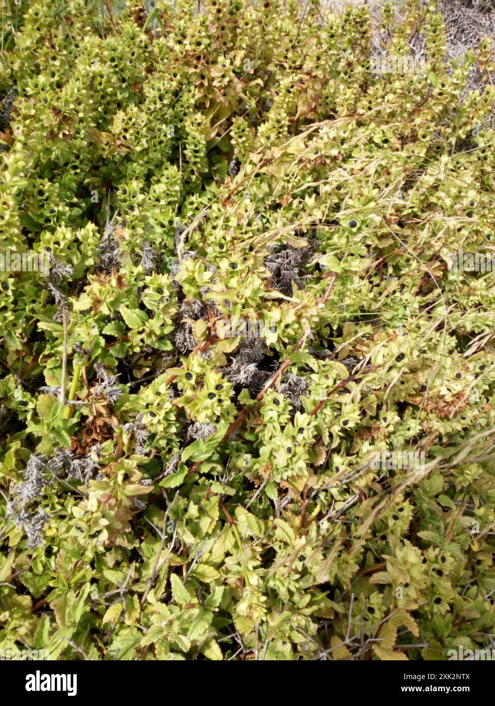 White Hedge-nettle (Prasium majus) Plantae Stock Photo - Alamy