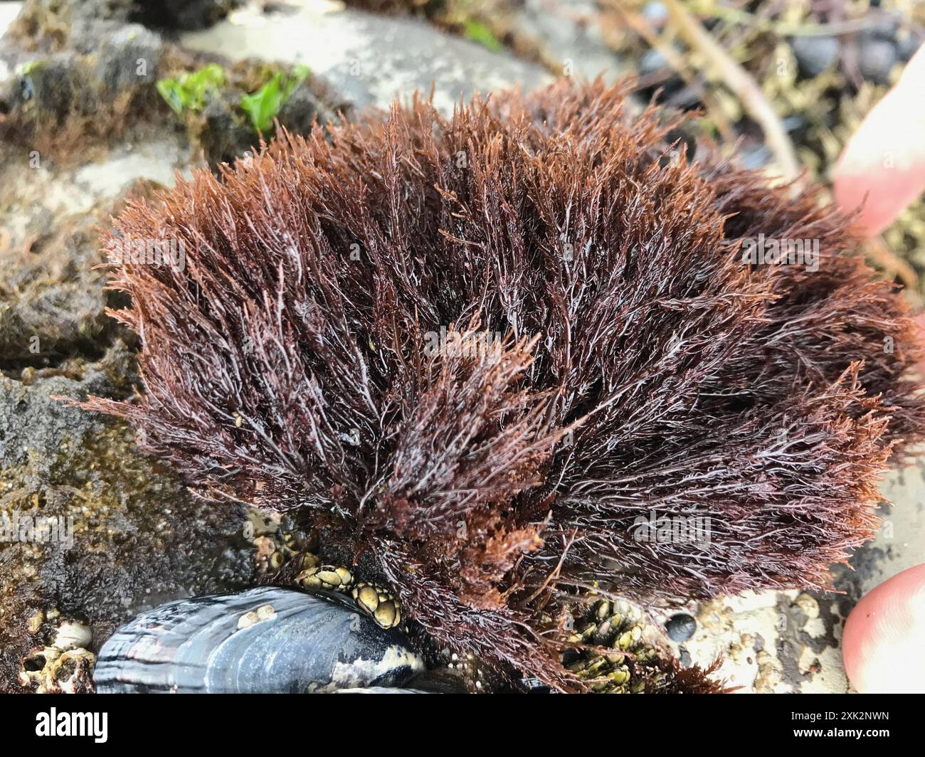 Scouring-pad alga (Endocladia muricata) Plantae Stock Photo - Alamy
