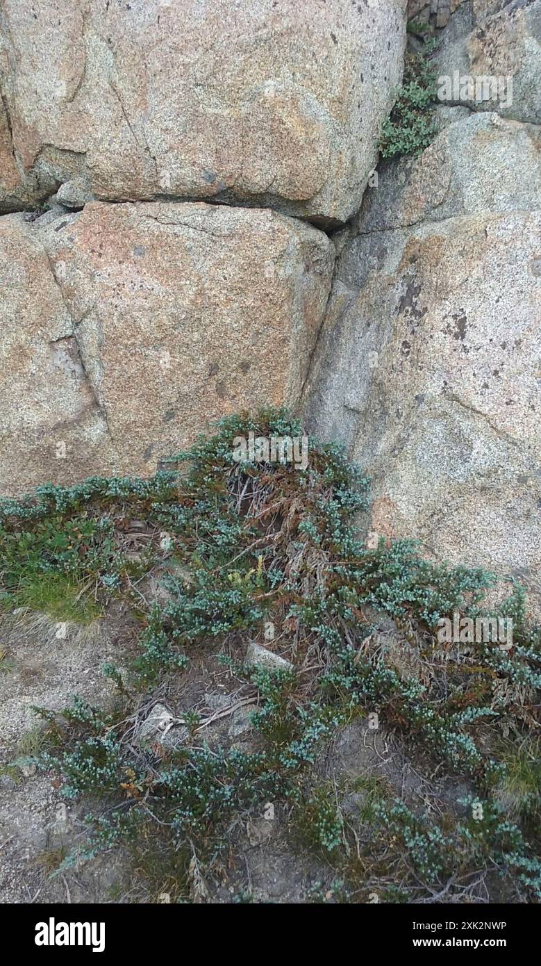 dwarf alpine Indian paintbrush (Castilleja nana) Plantae Stock Photo ...