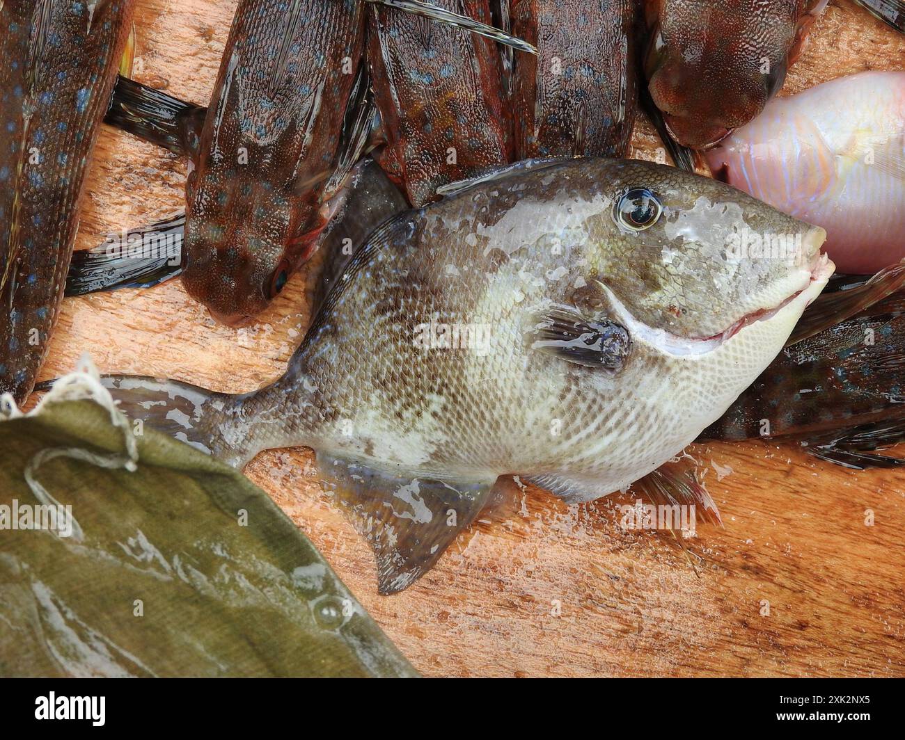 Grey Triggerfish (Balistes capriscus) Actinopterygii Stock Photo - Alamy