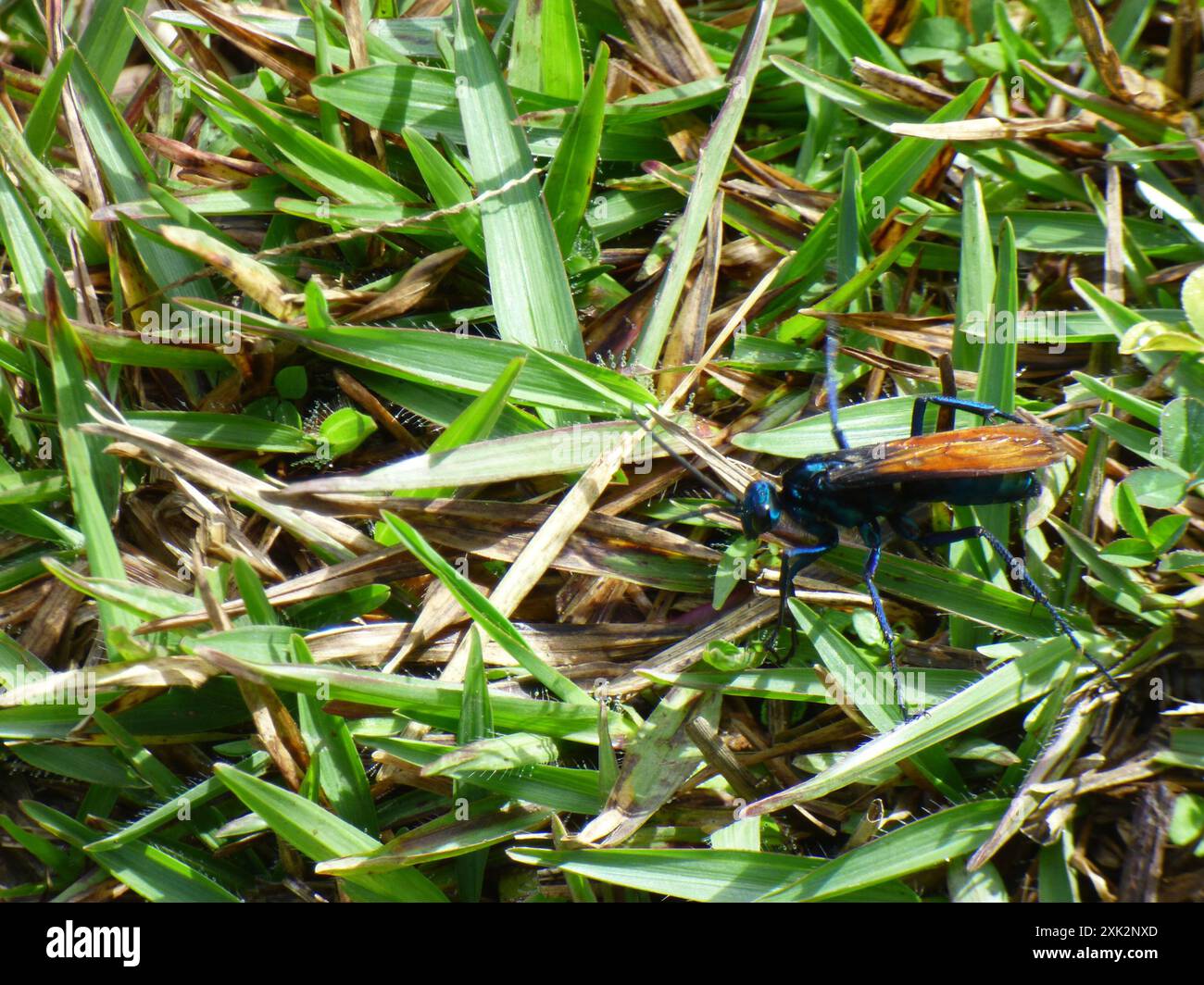 New world tarantula hawk hi-res stock photography and images - Alamy